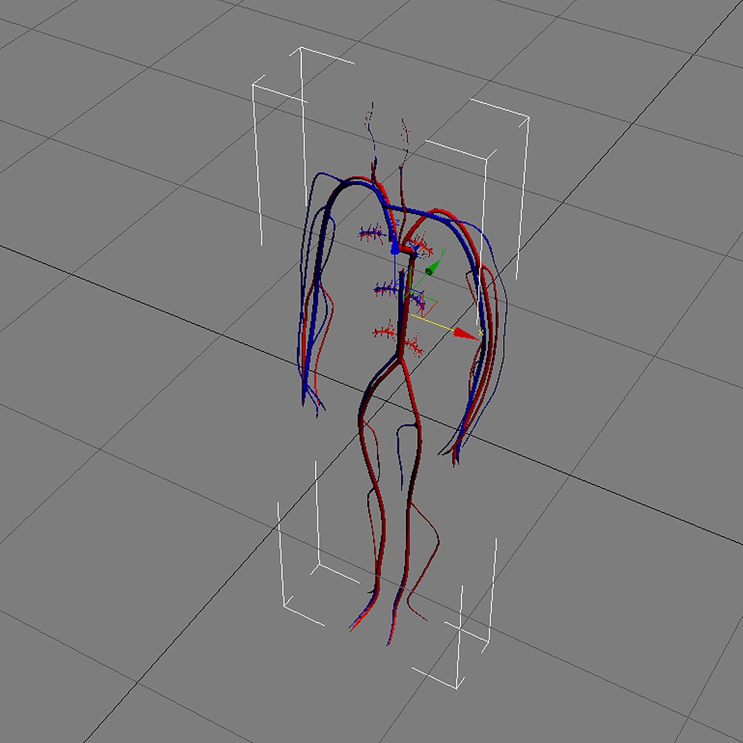 3d Model Basic Circulatory 2010