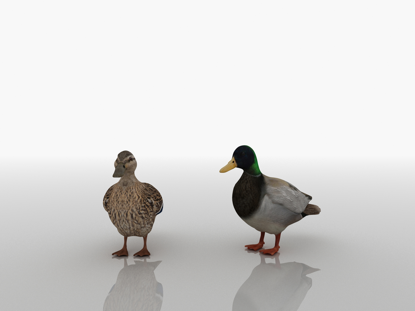 3D model duck - TurboSquid 2095770