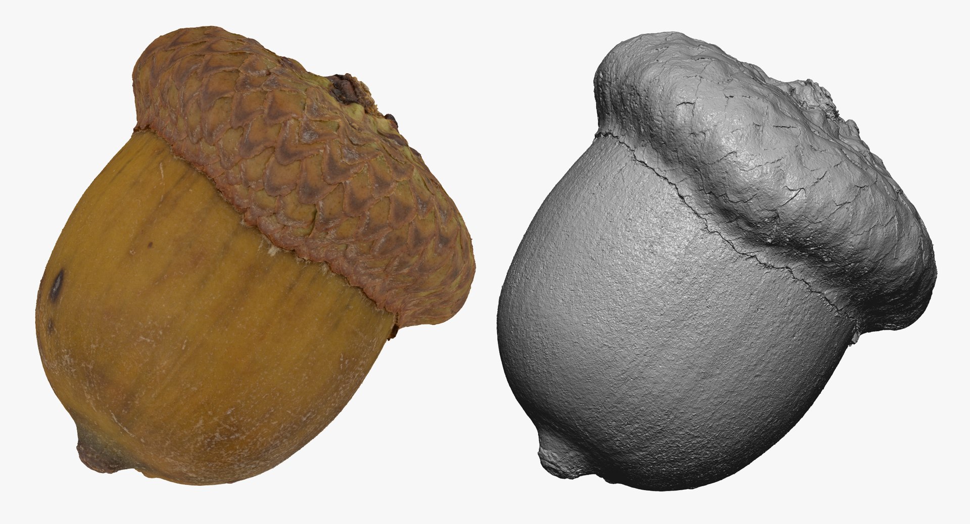 Acorn and Almond with Shell Collection 03 - 2 models RAW Scans 3D ...