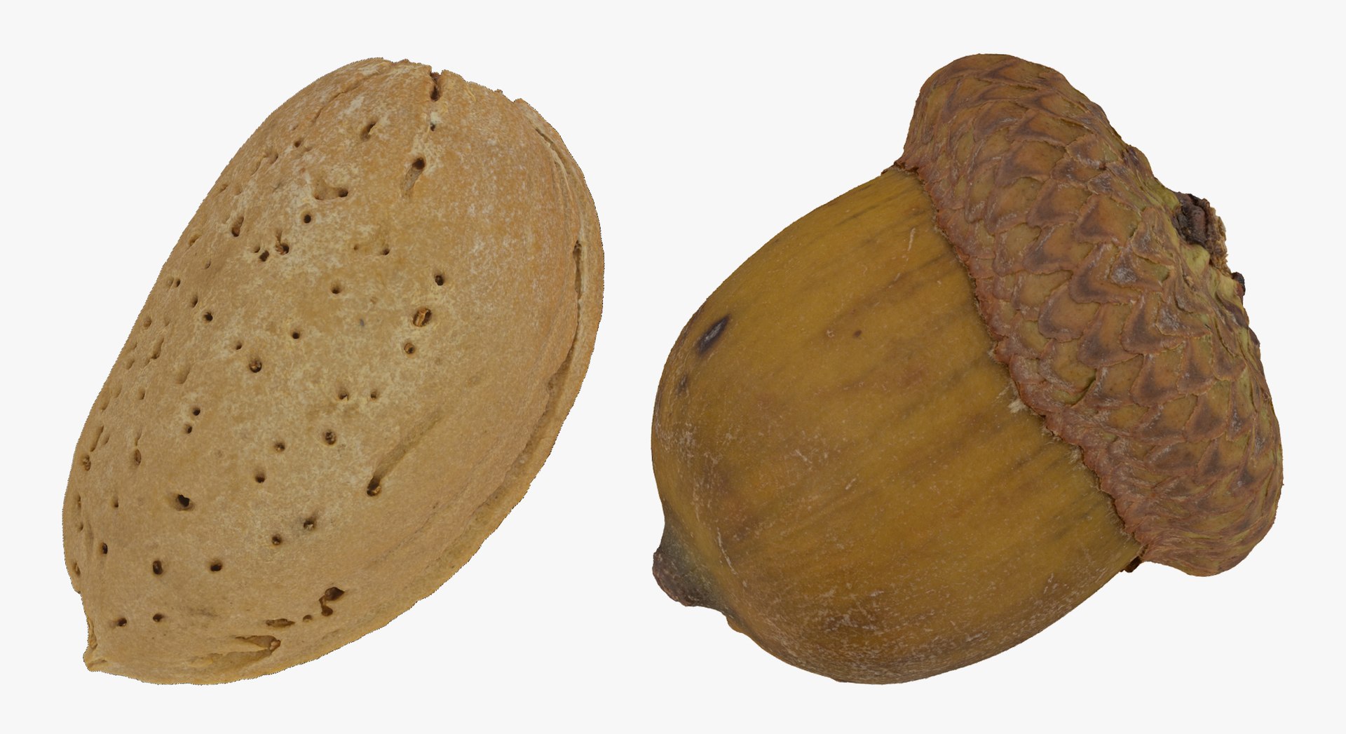 Acorn and Almond with Shell Collection 03 - 2 models RAW Scans 3D ...