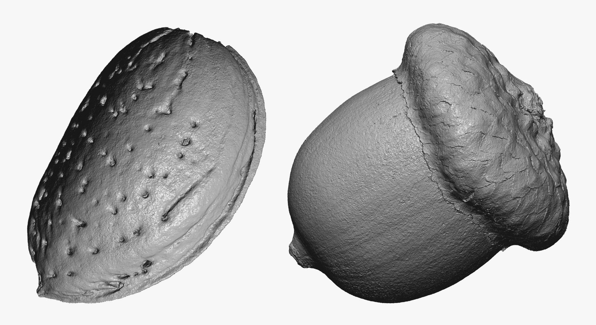 Acorn and Almond with Shell Collection 03 - 2 models RAW Scans 3D ...