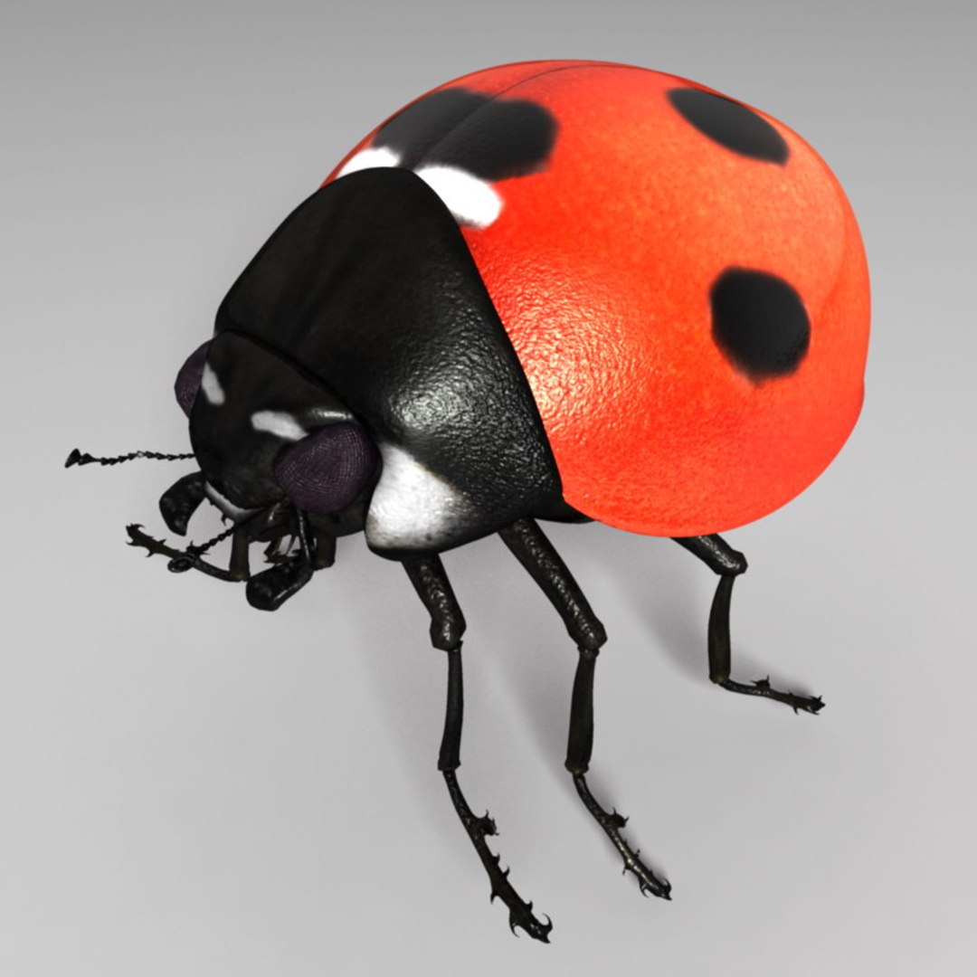 ladybug bump 3d model