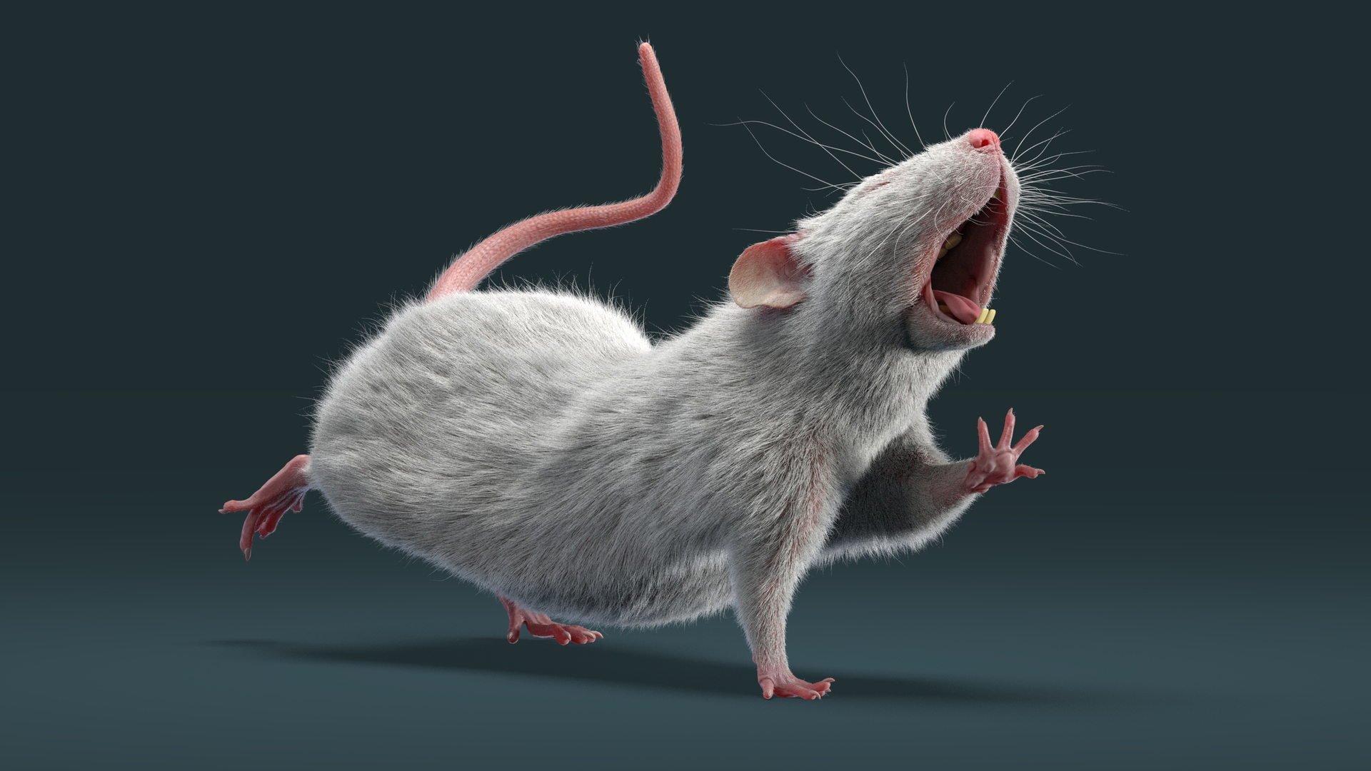 3D rat rigged fur animations model - TurboSquid 1502888