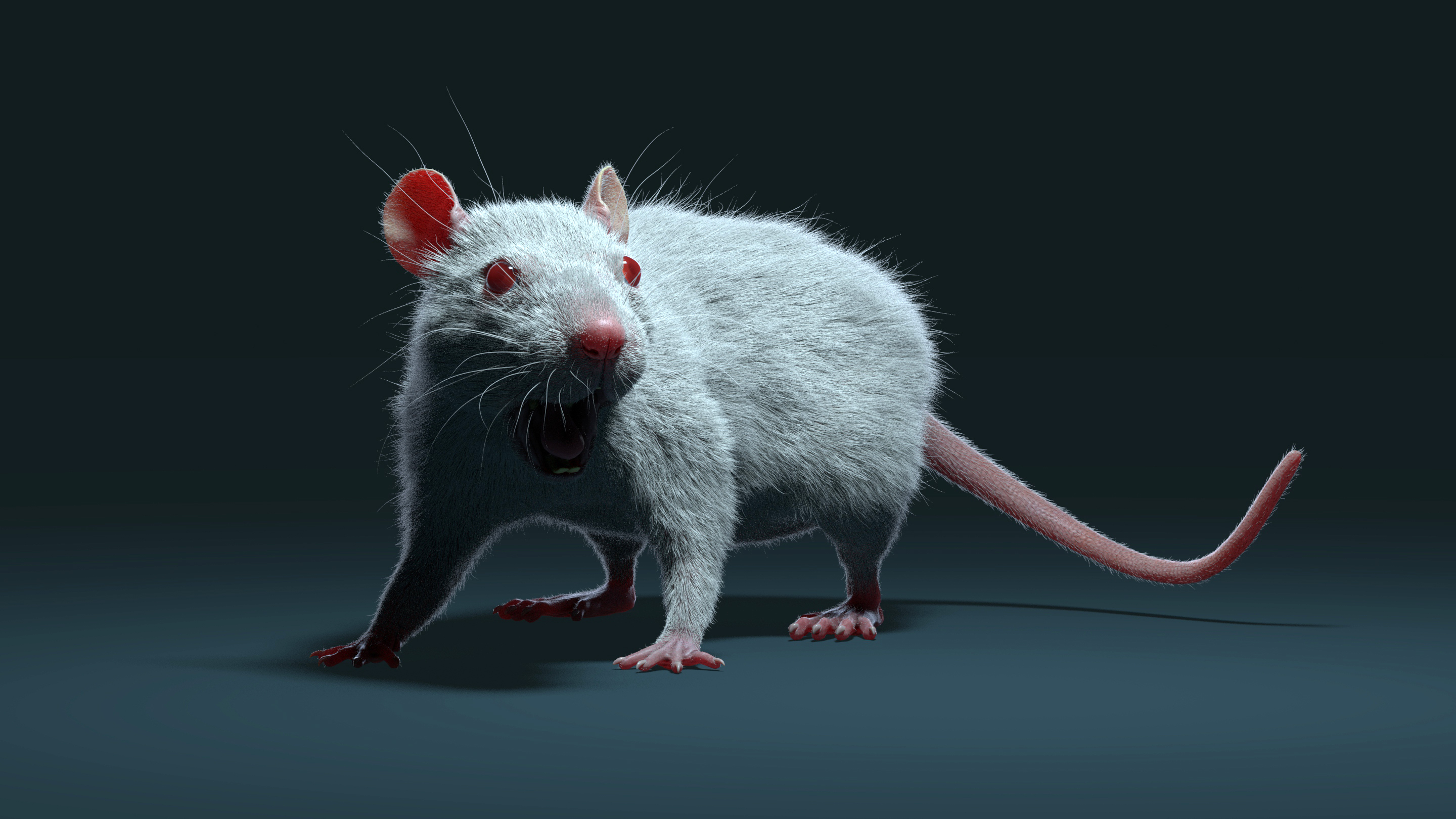 3D rat rigged fur animations model - TurboSquid 1502888