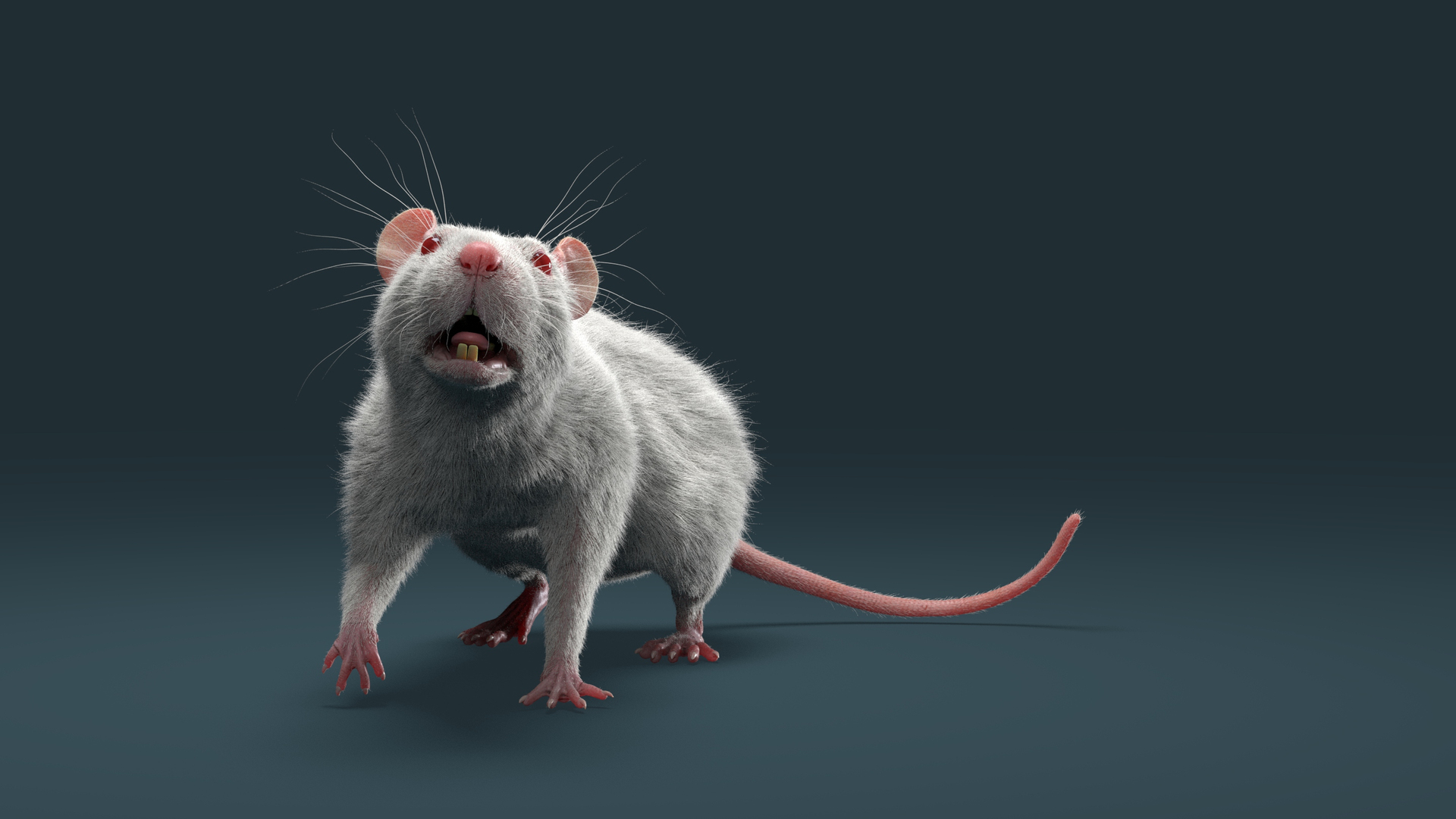 3D rat rigged fur animations model - TurboSquid 1502888