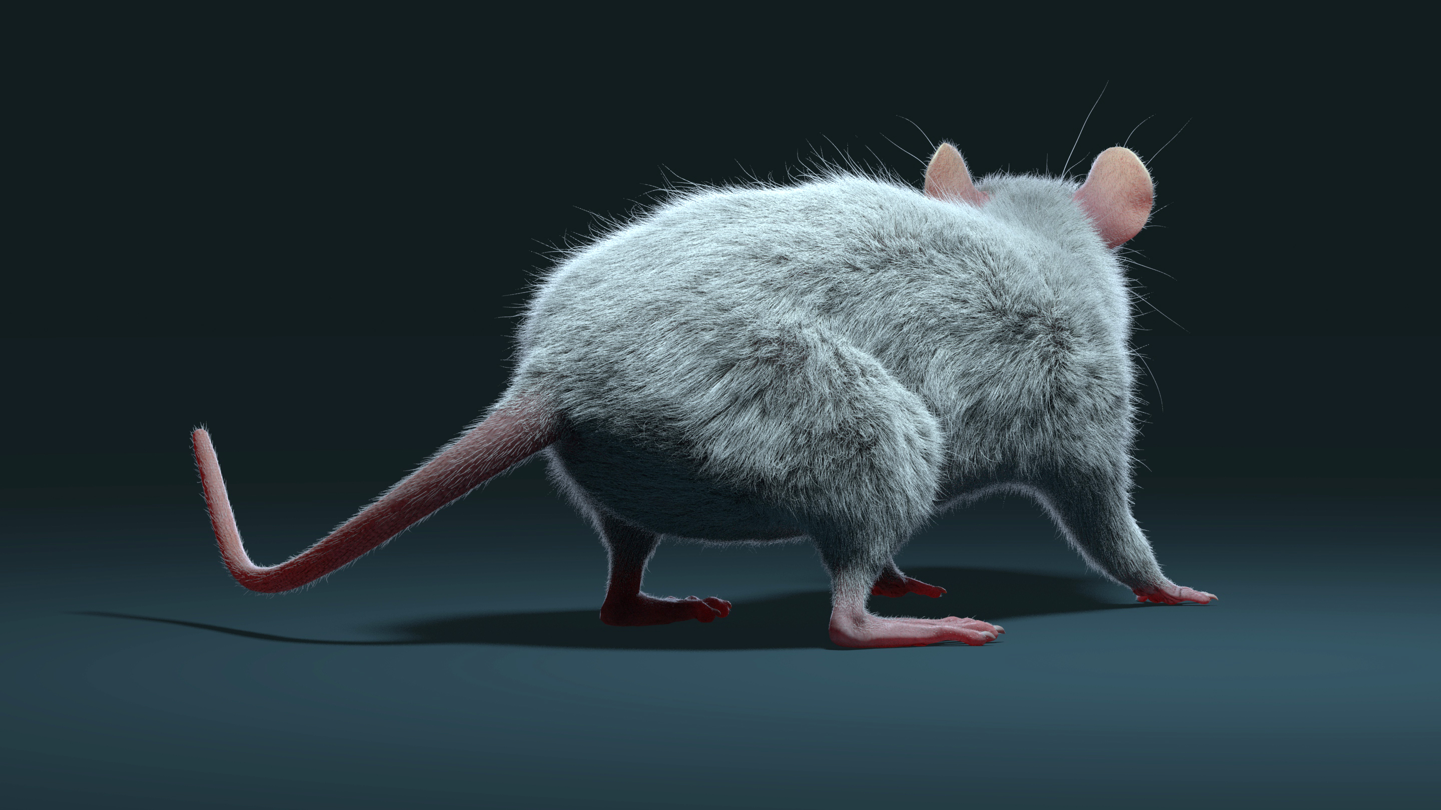3D rat rigged fur animations model - TurboSquid 1502888