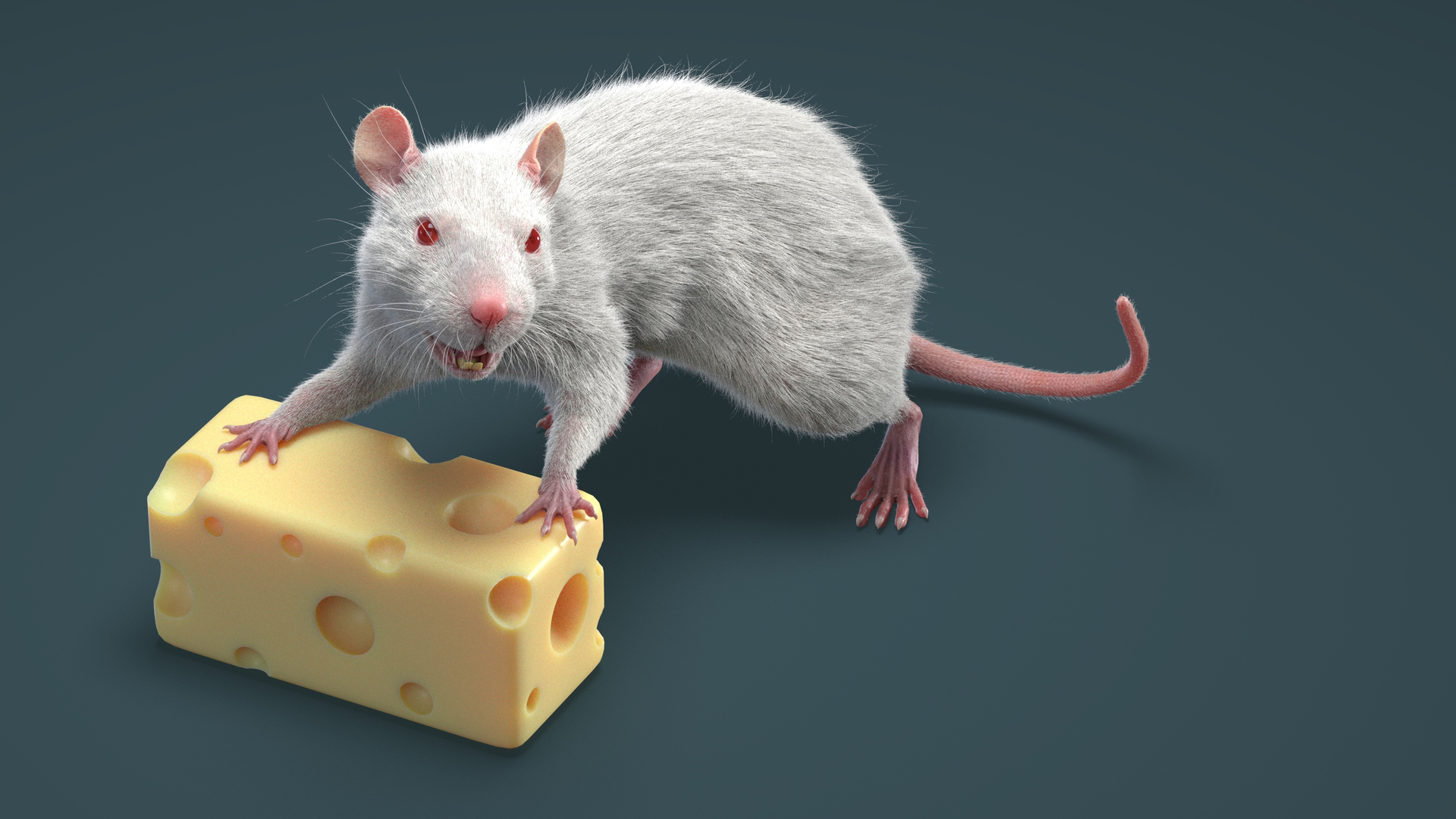 3D rat rigged fur animations model - TurboSquid 1502888