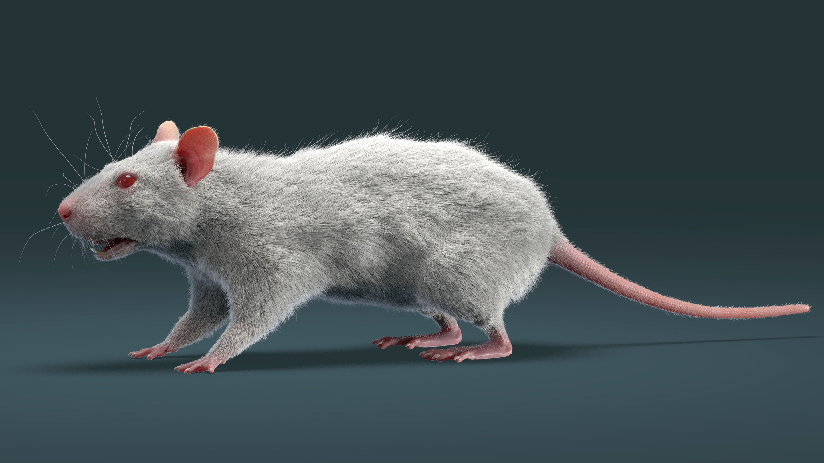 3D rat rigged fur animations model - TurboSquid 1502888