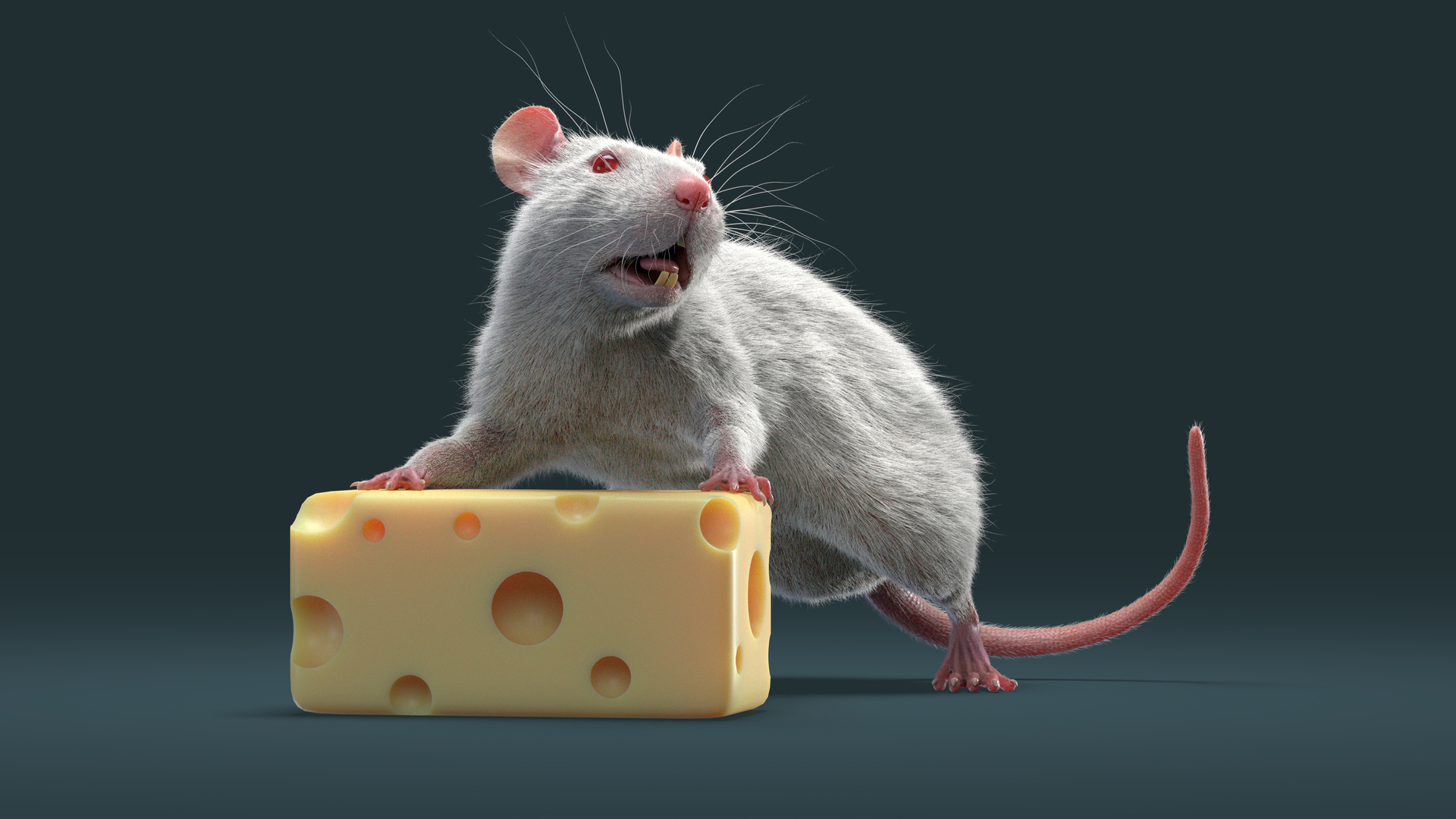 3D rat rigged fur animations model - TurboSquid 1502888
