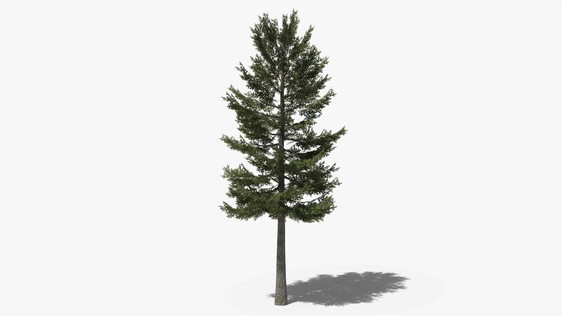 Pine V1 3D Model - TurboSquid 2136815