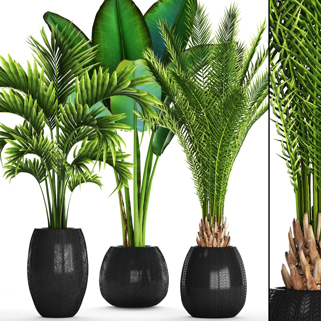 Tropical Plants 3D Model - TurboSquid 1198795
