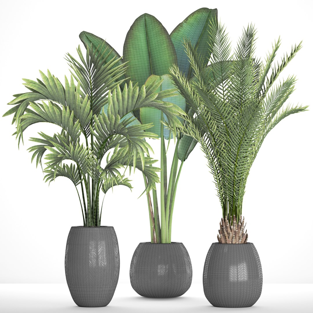Tropical Plants 3D Model - TurboSquid 1198795