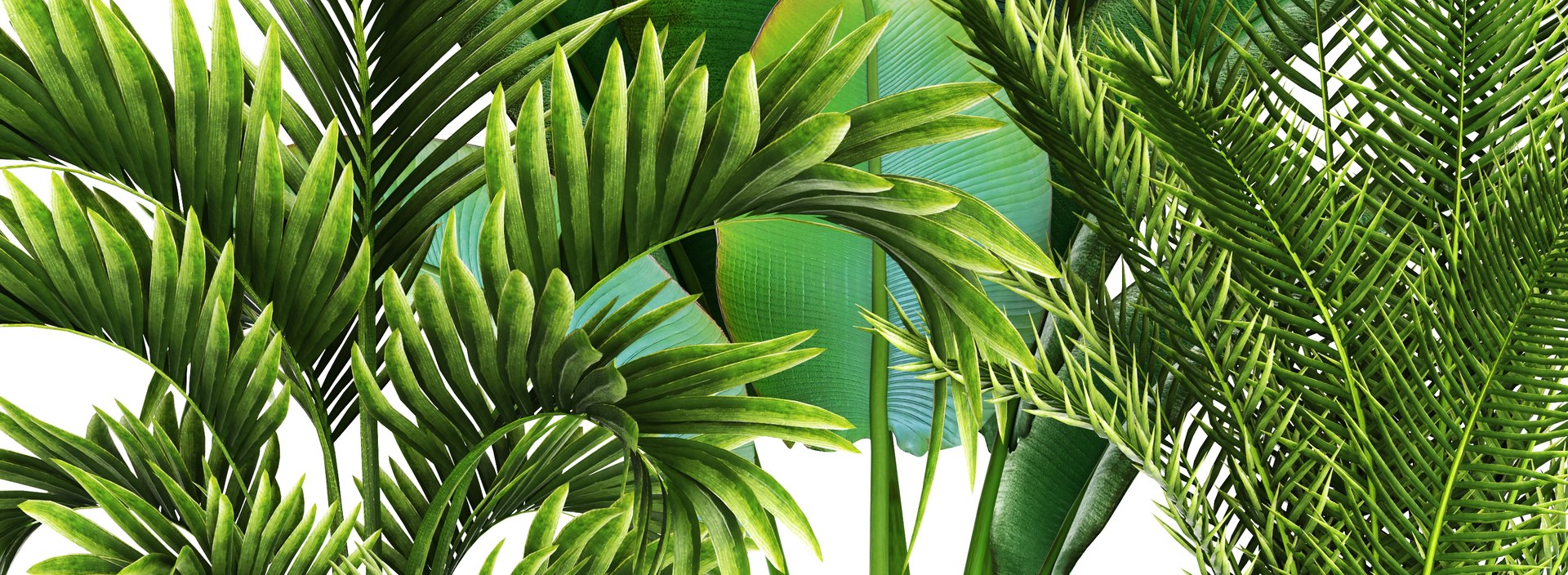 Tropical Plants 3D Model - TurboSquid 1198795