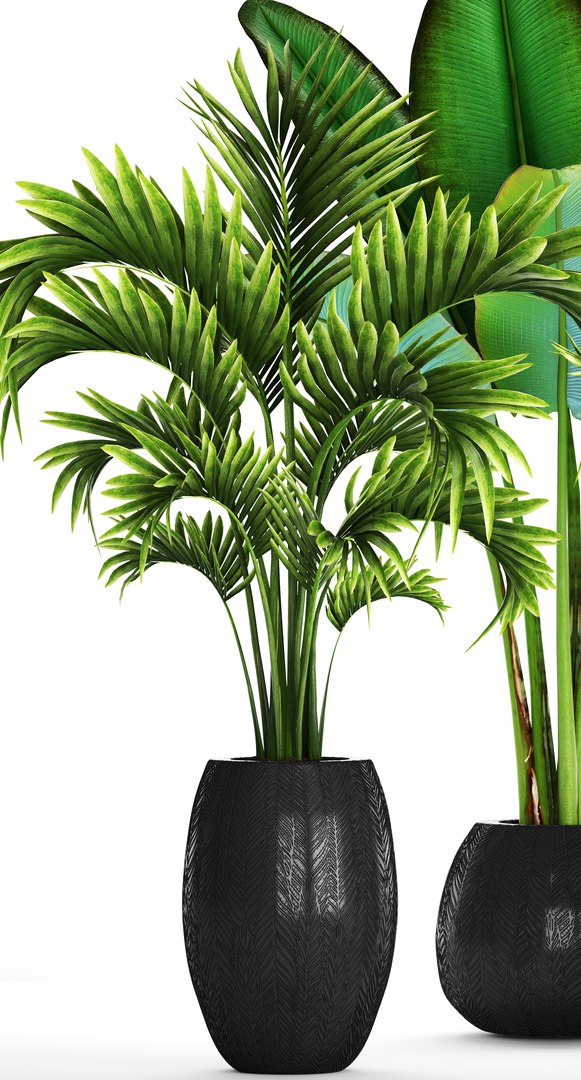 Tropical Plants 3D Model - TurboSquid 1198795