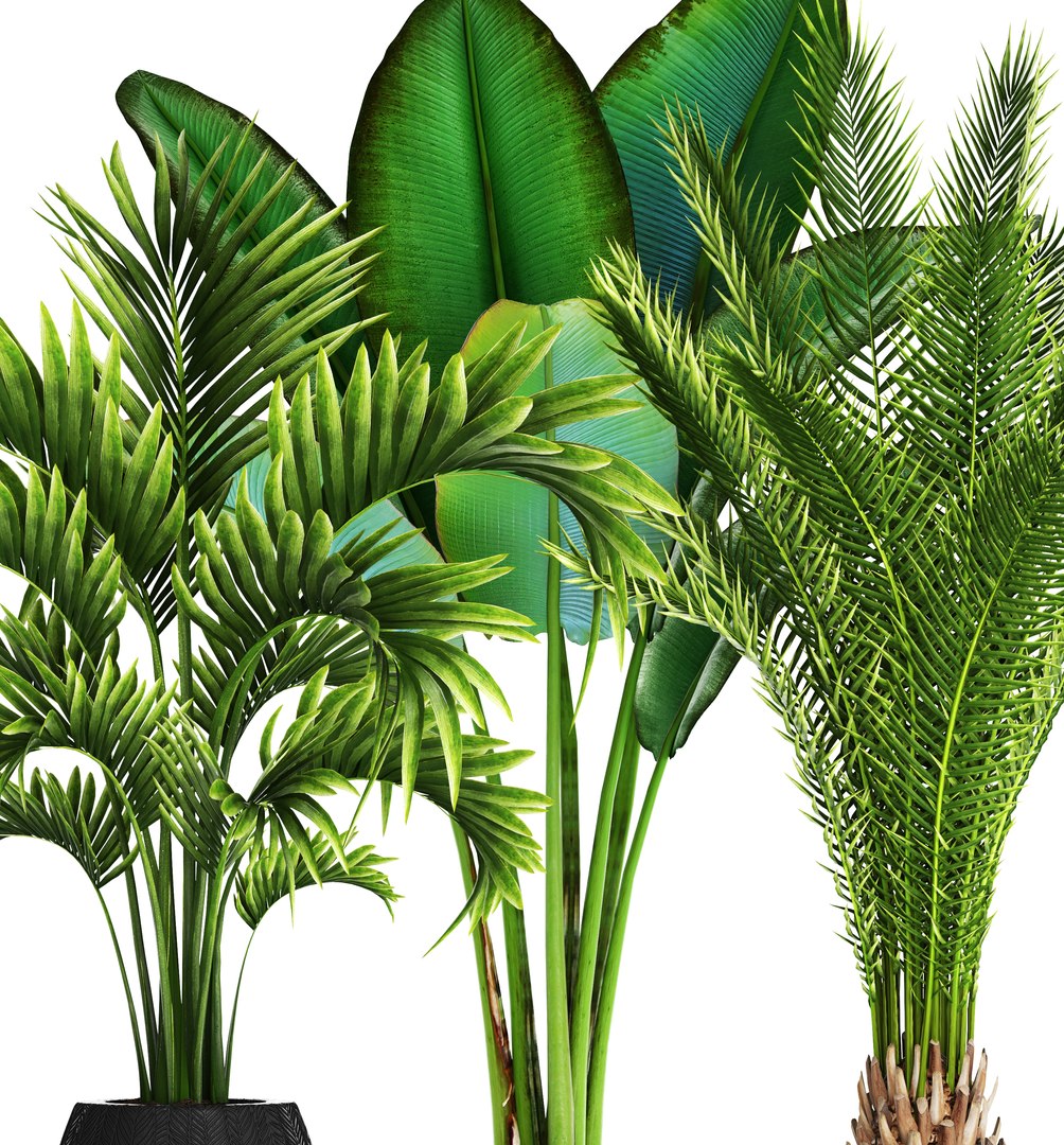 Tropical Plants 3D Model - TurboSquid 1198795