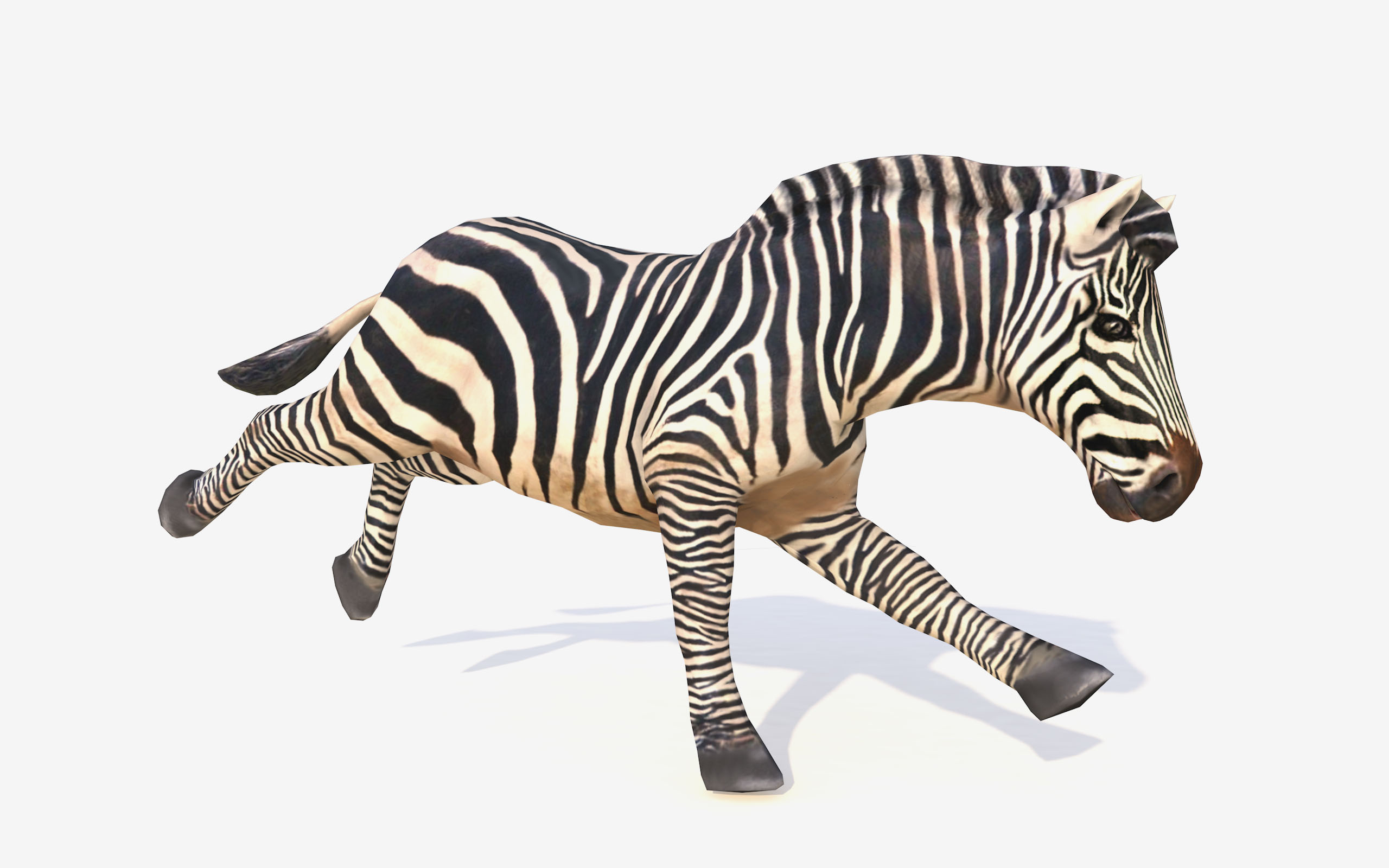 Zebra animations 3D - TurboSquid 1653328