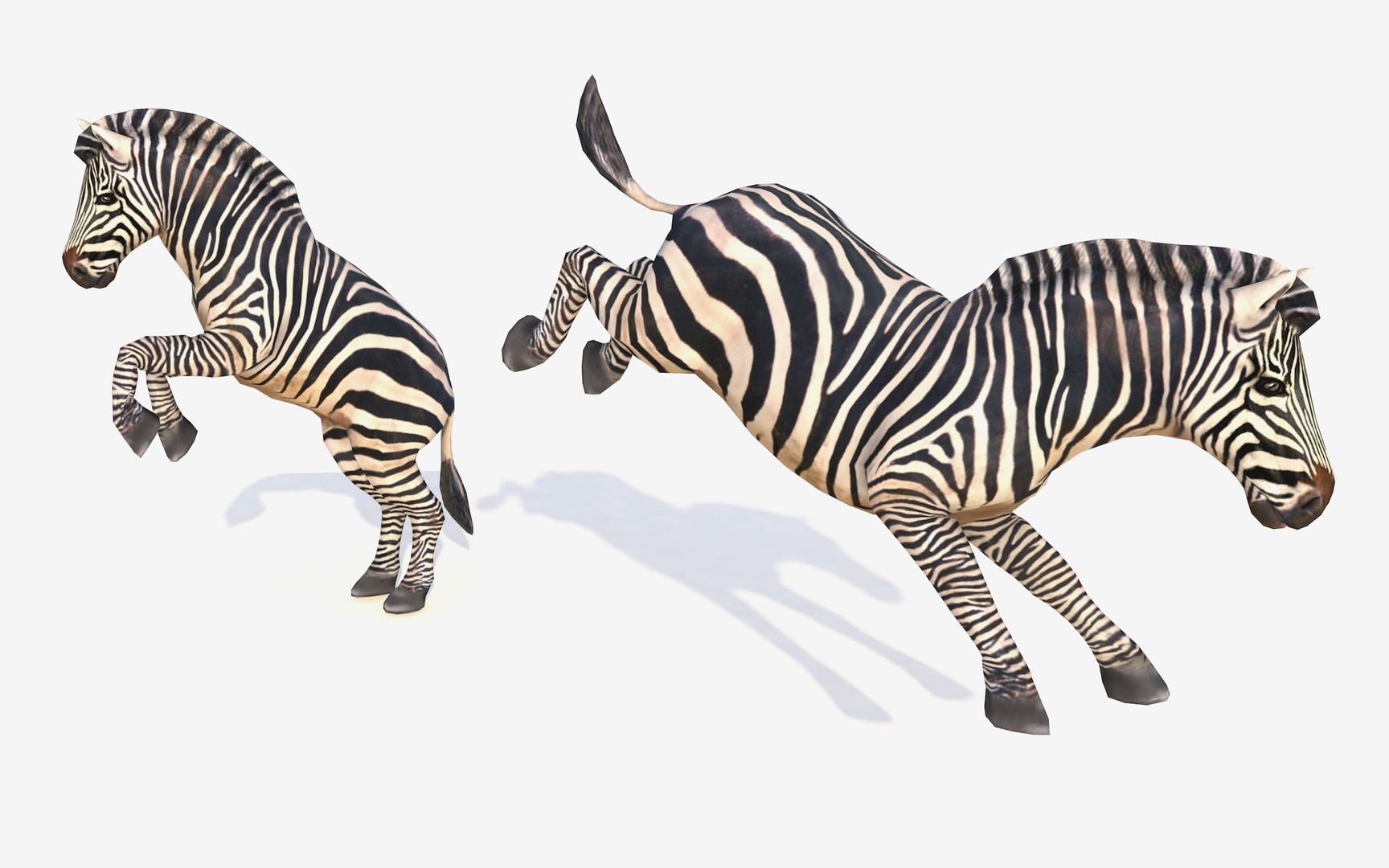 Zebra animations 3D - TurboSquid 1653328