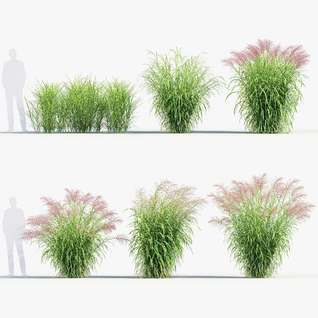 Miscanthus sinensis zebrinus Zenra grass 3D Model 023D模型 - TurboSquid ...