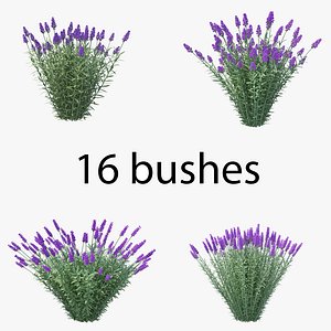 3D Lavender Models | TurboSquid