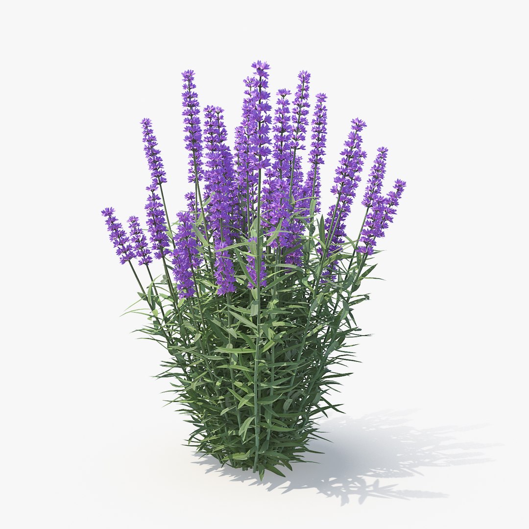 Lavandula Pack 02 Flowers 3D Model - TurboSquid 1387000