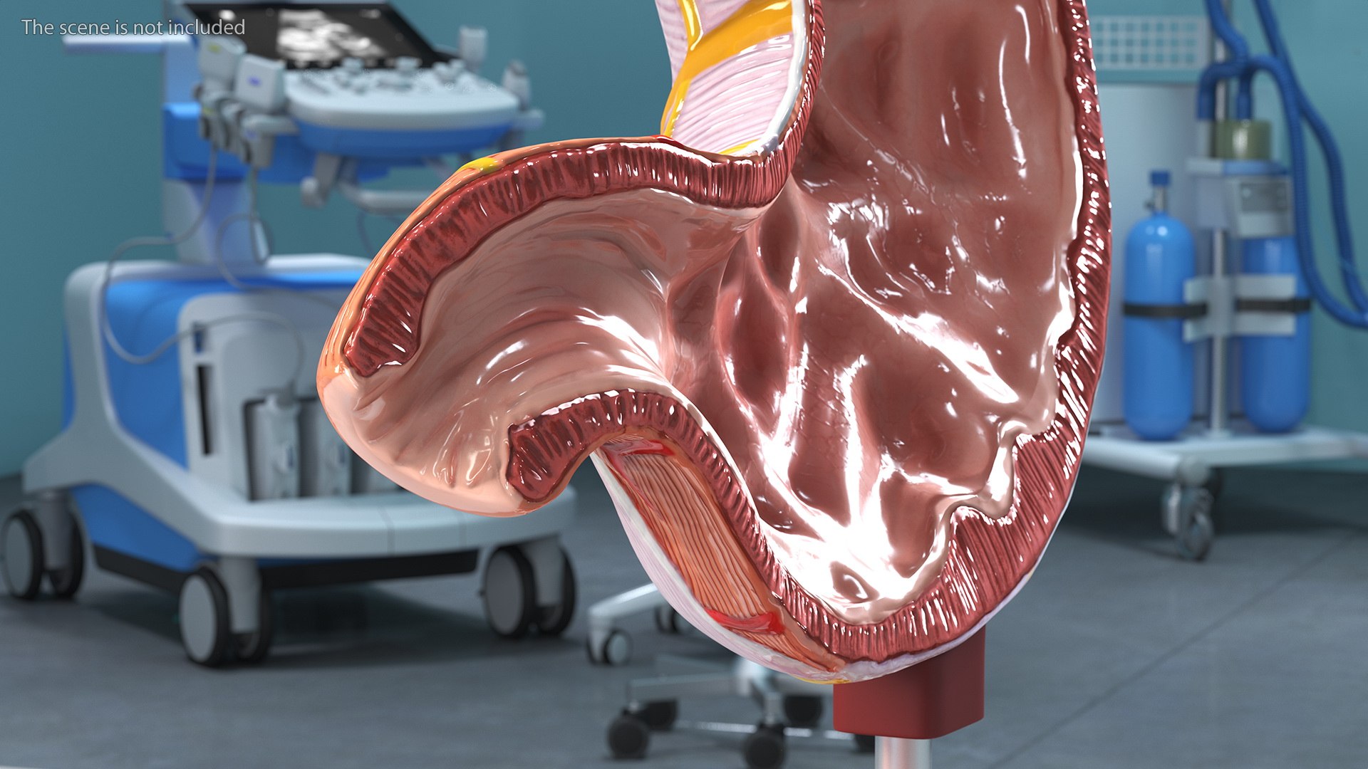 3D Model Stomach Medical Model - TurboSquid 1933546