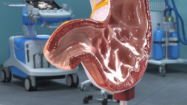modelo 3d Modelo médico de estómago - TurboSquid 1933546
