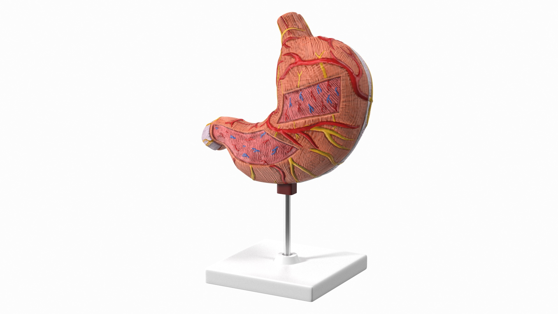 3D Model Stomach Medical Model - TurboSquid 1933546