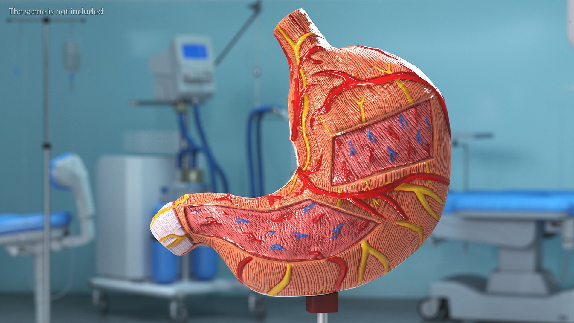 3D Model Stomach Medical Model - TurboSquid 1933546