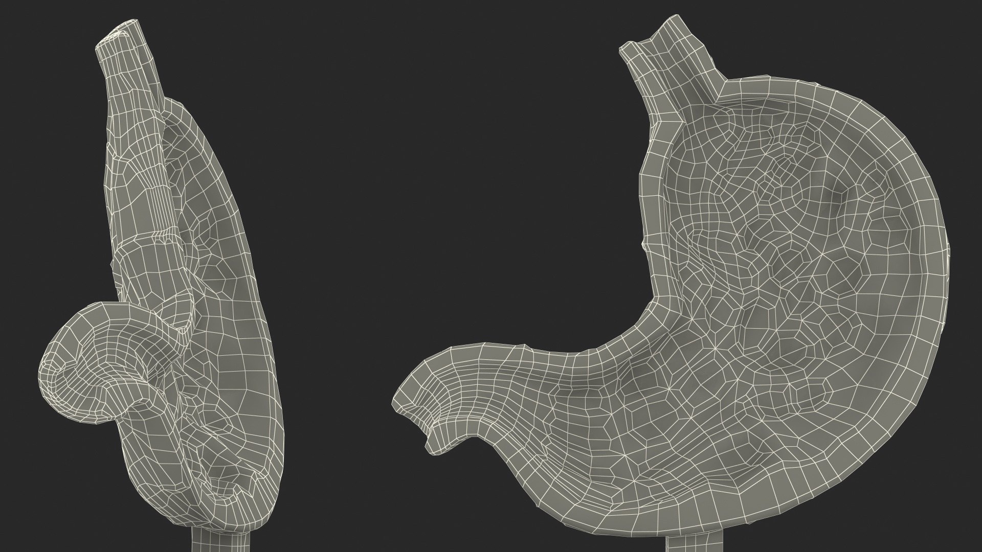 3D model Stomach Medical Model - TurboSquid 1933546