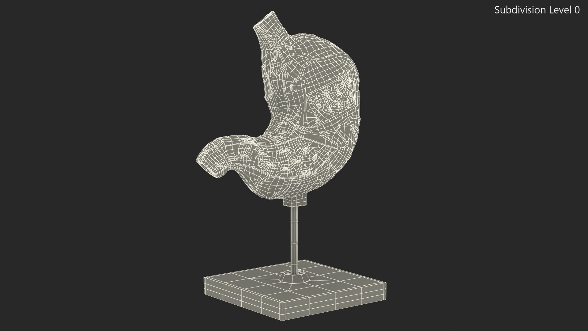 3D model Stomach Medical Model - TurboSquid 1933546