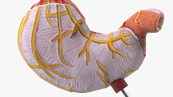 3D model Stomach Medical Model - TurboSquid 1933546