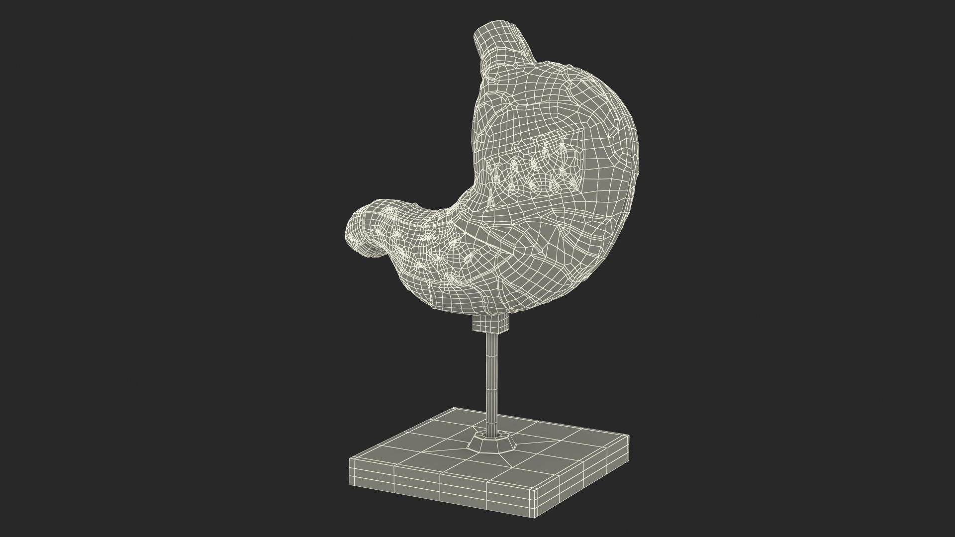 3D Model Stomach Medical Model - TurboSquid 1933546