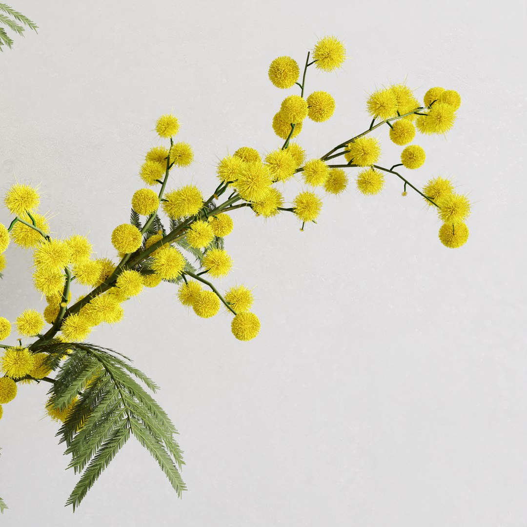 Mimosa Bouquet 3D Model - TurboSquid 1572316