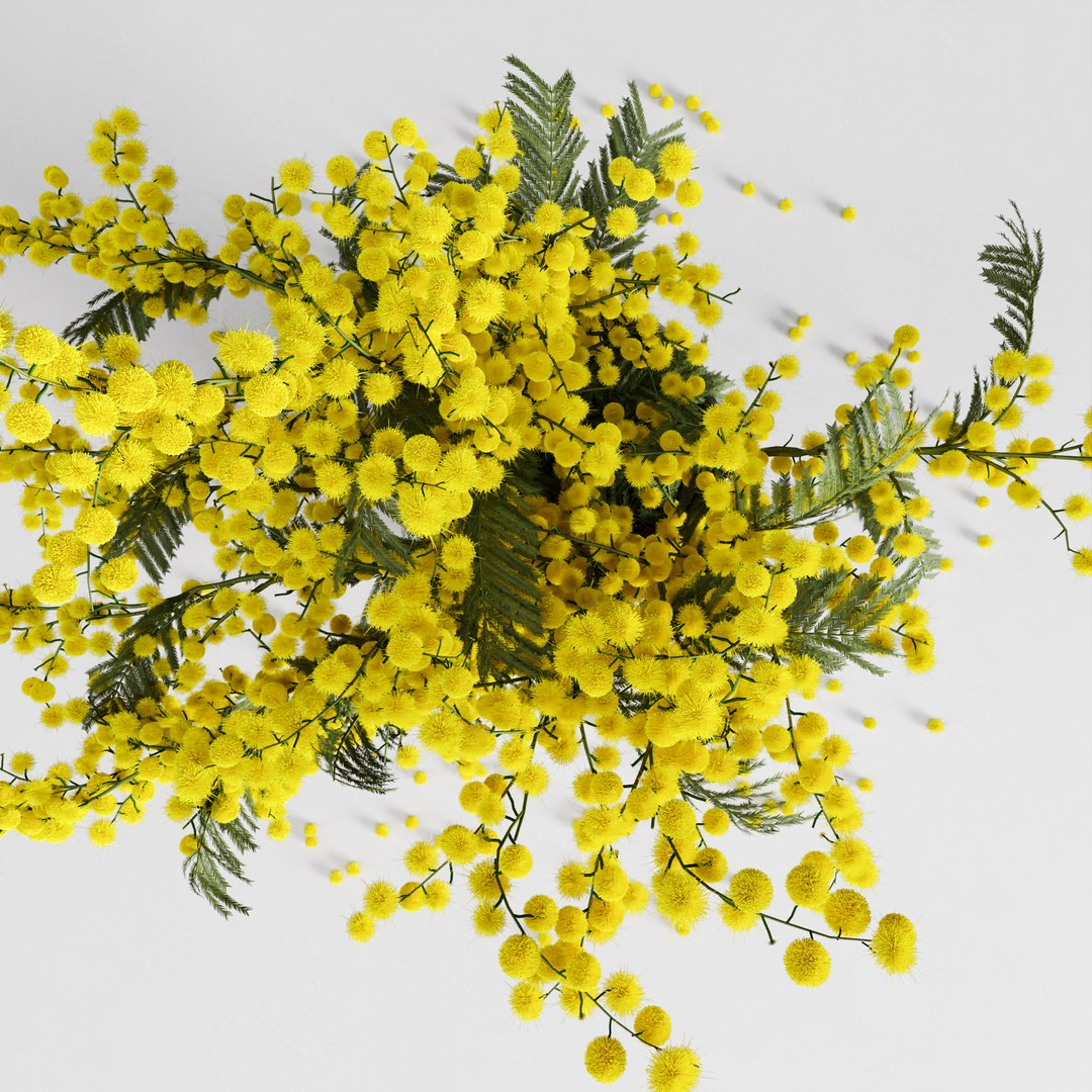 Mimosa Bouquet 3D Model - TurboSquid 1572316
