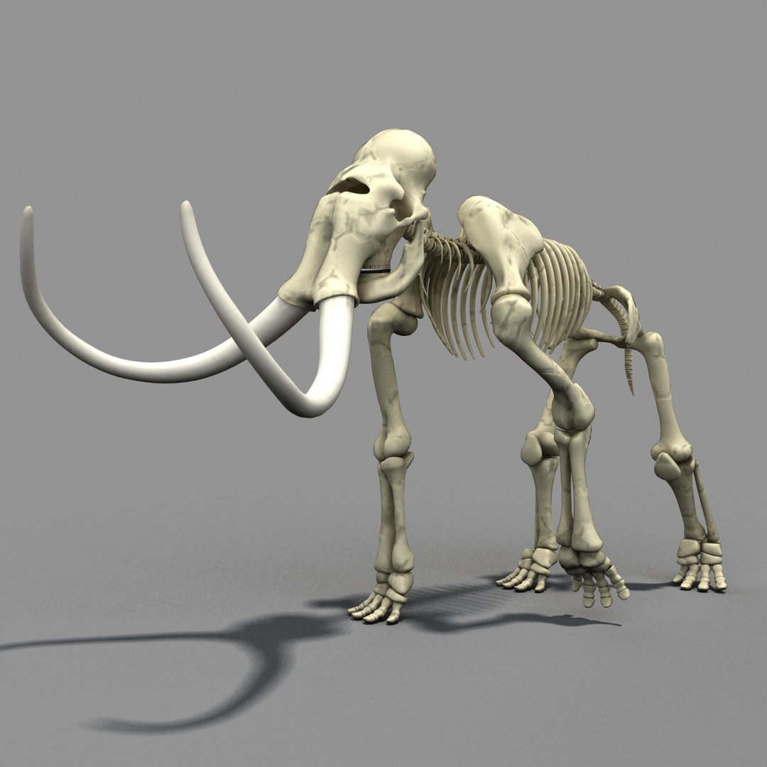 Mammoth Skeleton Bone Max