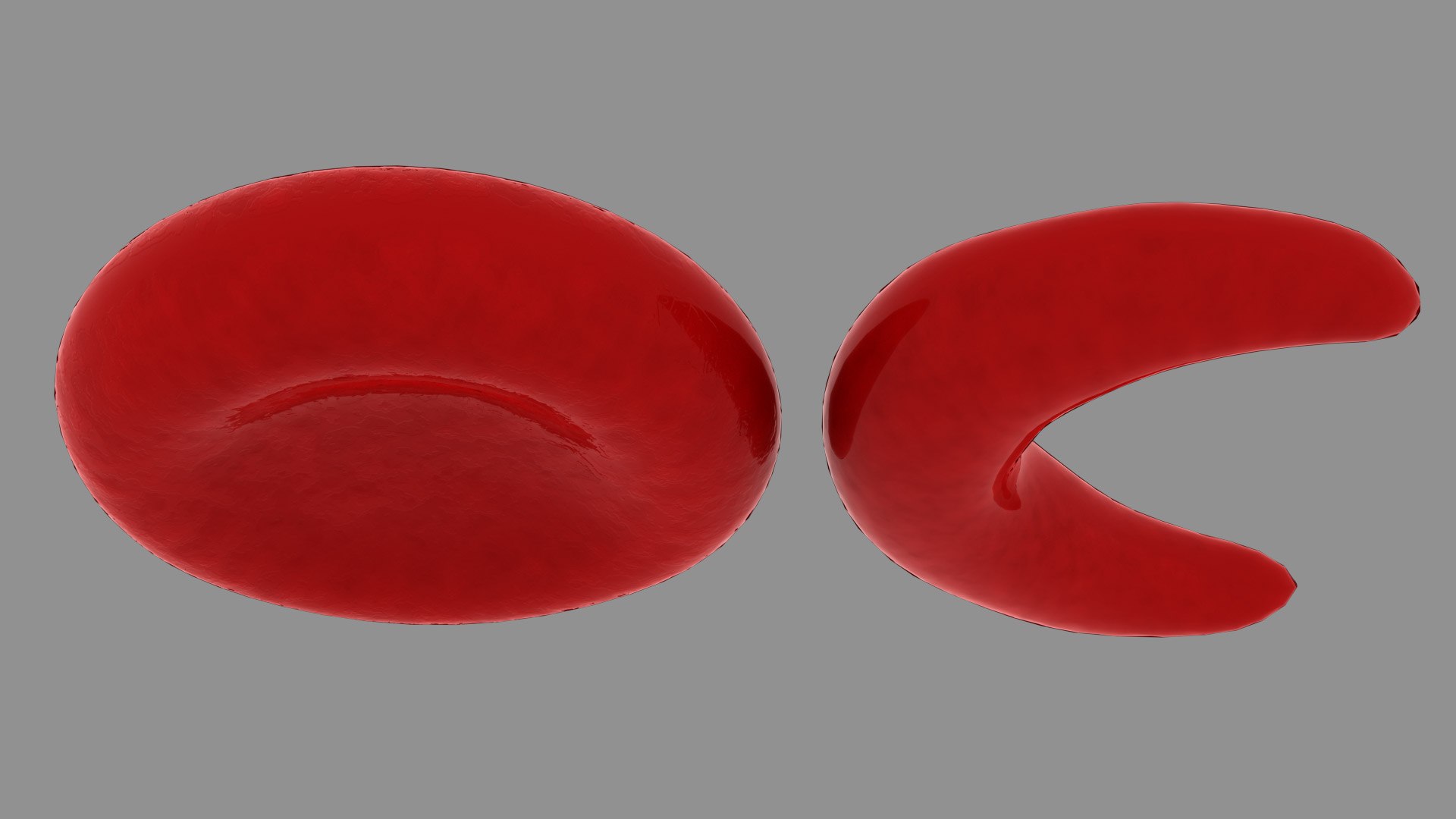 3D Red Blood Cell And Sickle Blood Cell Model - TurboSquid 2355176