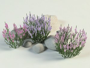 3D Heather Models | TurboSquid