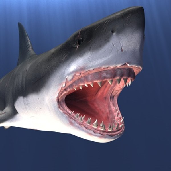 cinema4d white shark