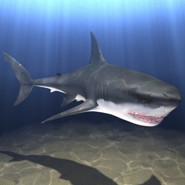 cinema4d white shark