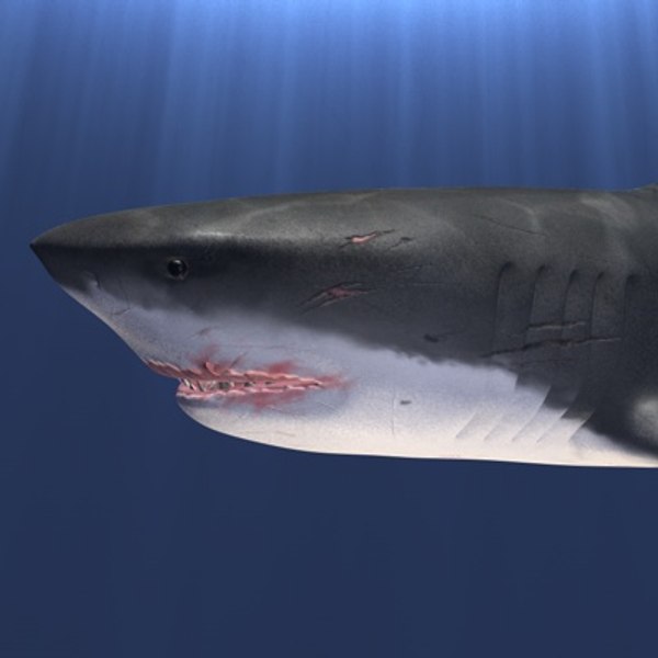 cinema4d white shark