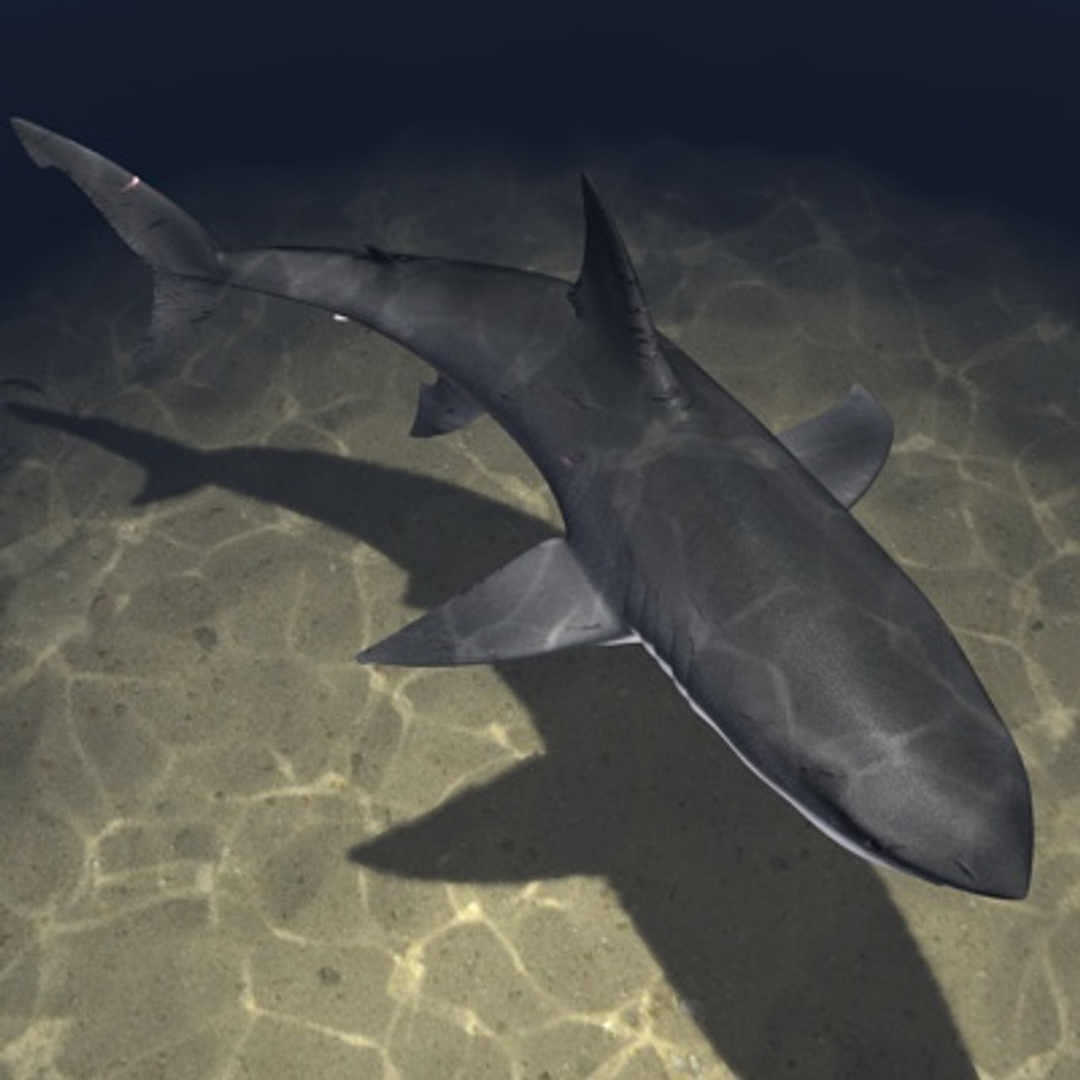 cinema4d white shark