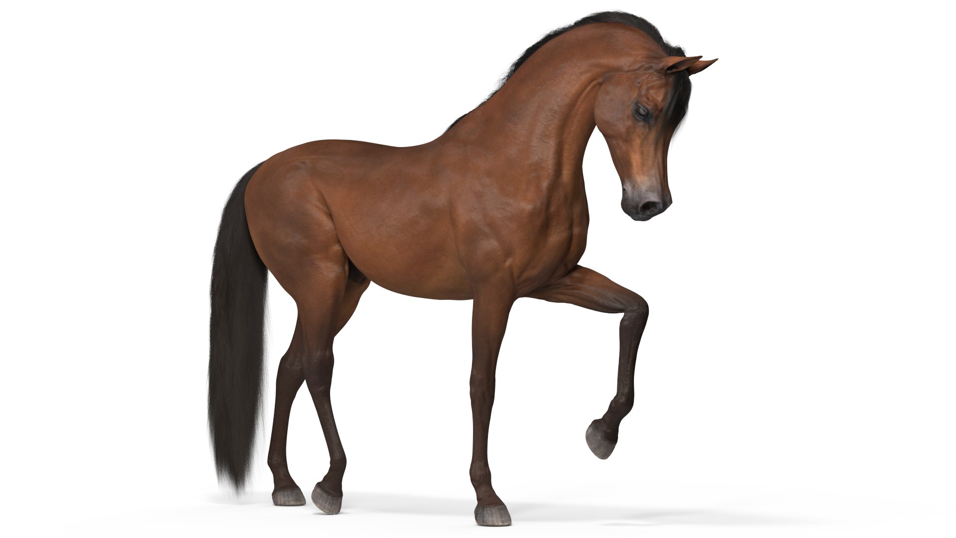 Arabian Horse Brown Fur Rigged Model - TurboSquid 2184576