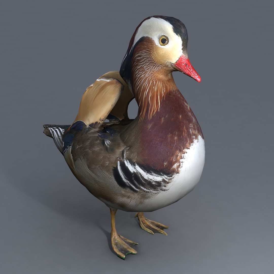 3d Fbx Duck