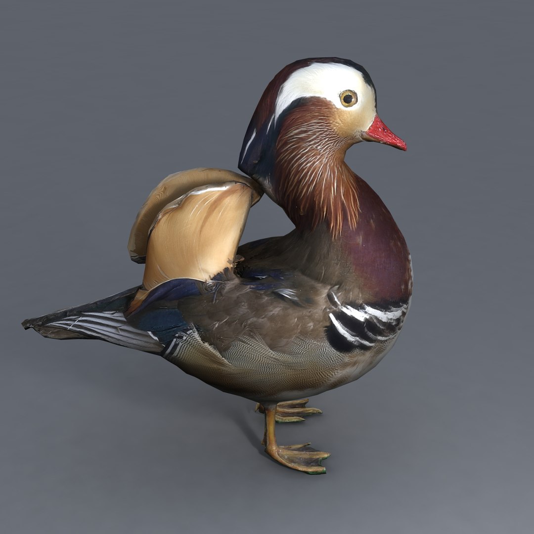3d Fbx Duck