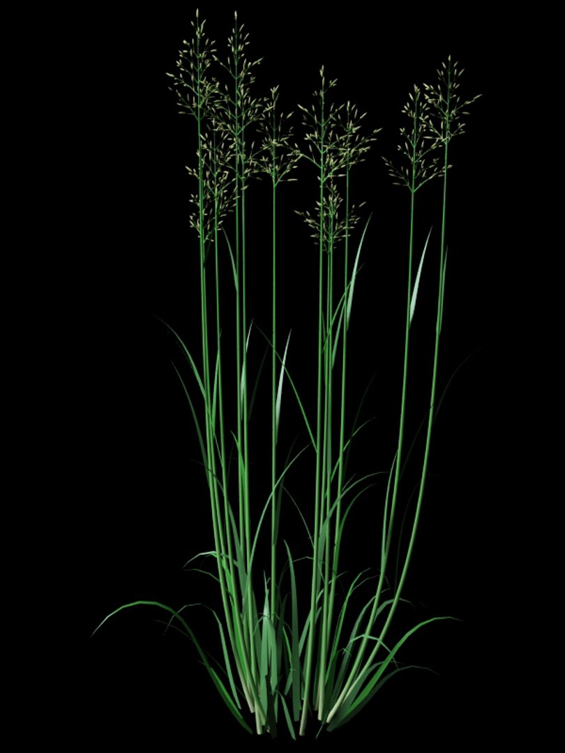 Gramineae Grass Cereals Max