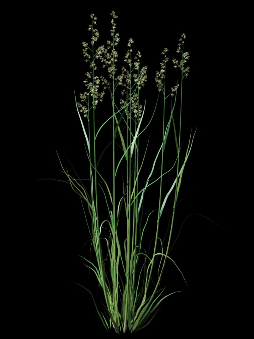 Gramineae Grass Cereals Max