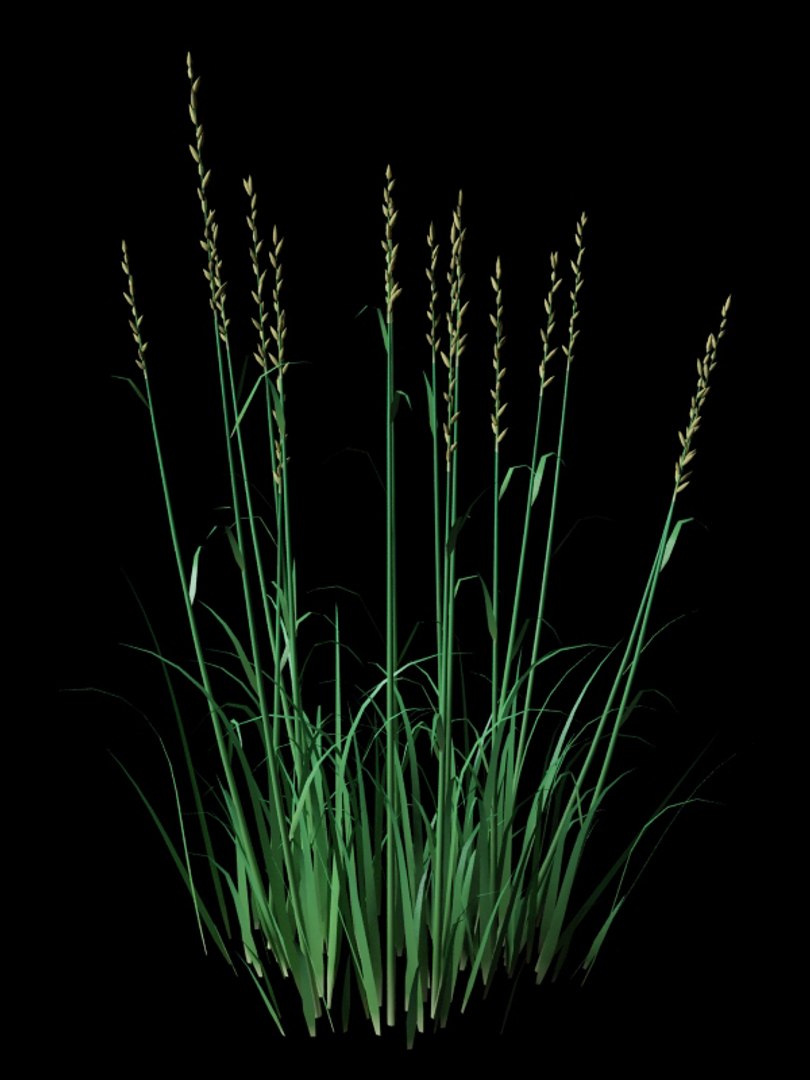 Gramineae Grass Cereals Max