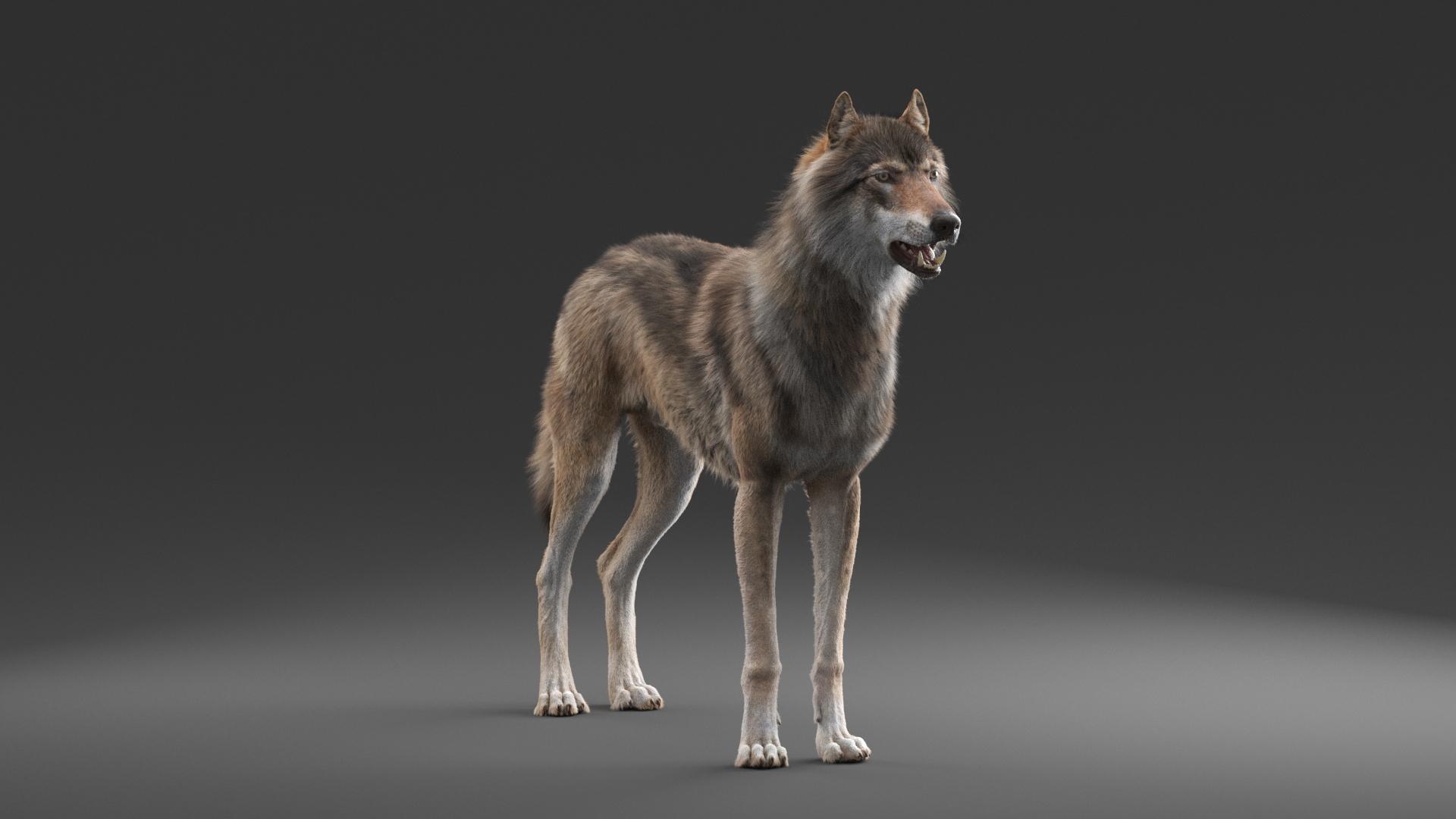 3D Realistic Wolf - TurboSquid 1444288