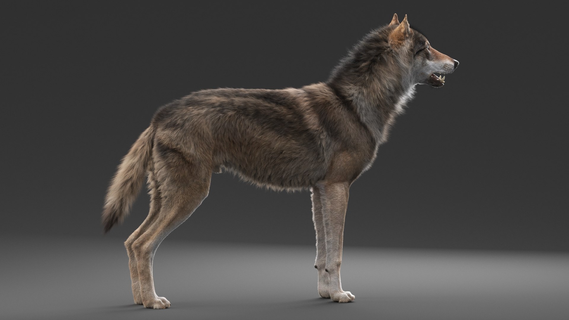 3D Realistic Wolf - TurboSquid 1444288
