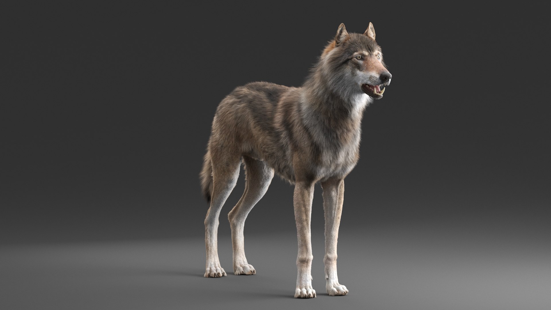 3D Realistic Wolf - TurboSquid 1444288